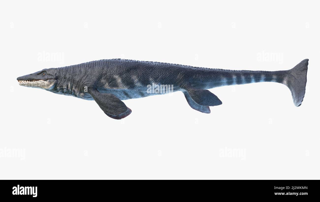 Tylosaurus hi-res stock photography and images - Alamy