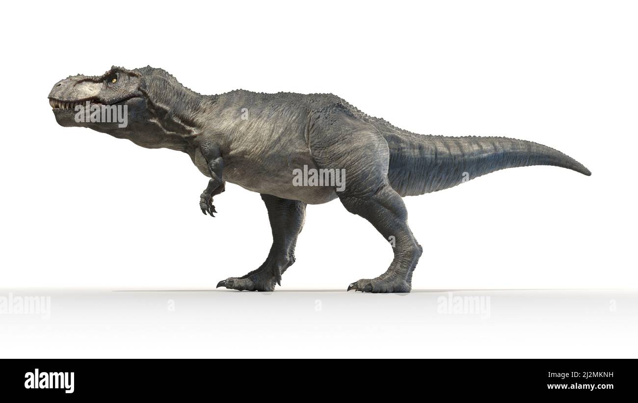 Tyrannosaurus rex, illustration Stock Photo - Alamy