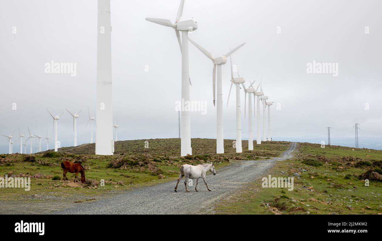Landscape of windmills with horses in nature, energy Stock Photo - Alamy