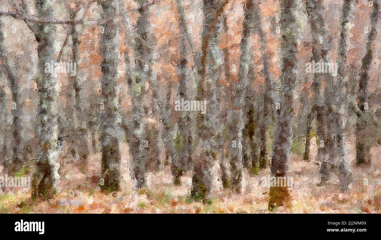 Trees in the forest close up with depth of field and texture in the ...