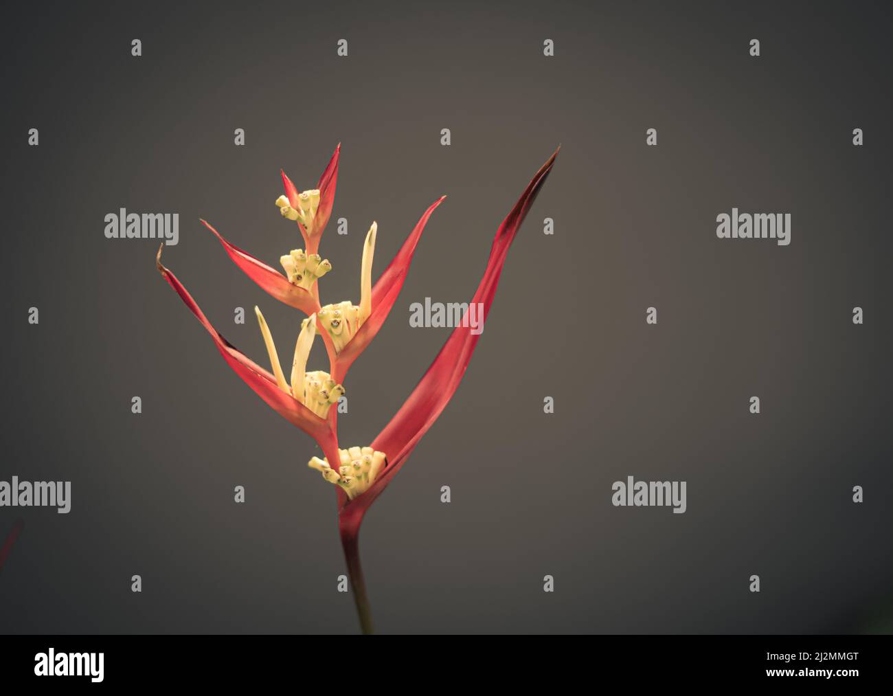 Real beauty nature. Strelitzia, bird of paradise, crane lily plant. Red ...