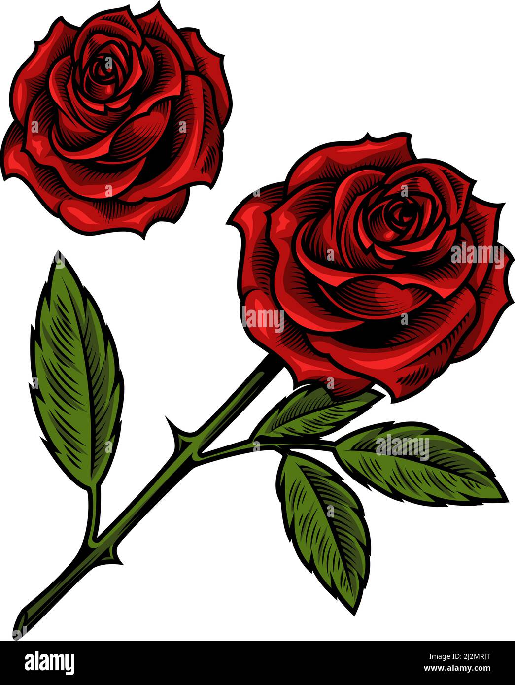 Single beautiful red rose isolated on white background Stock Vector ...