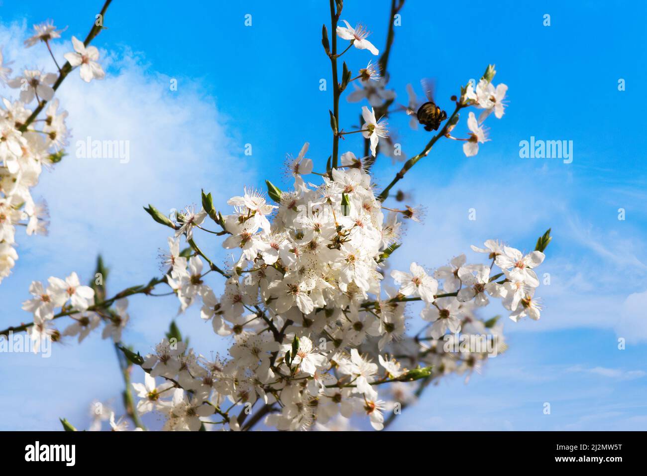 Beautiful spring day in blossoming hi-res stock photography and images ...
