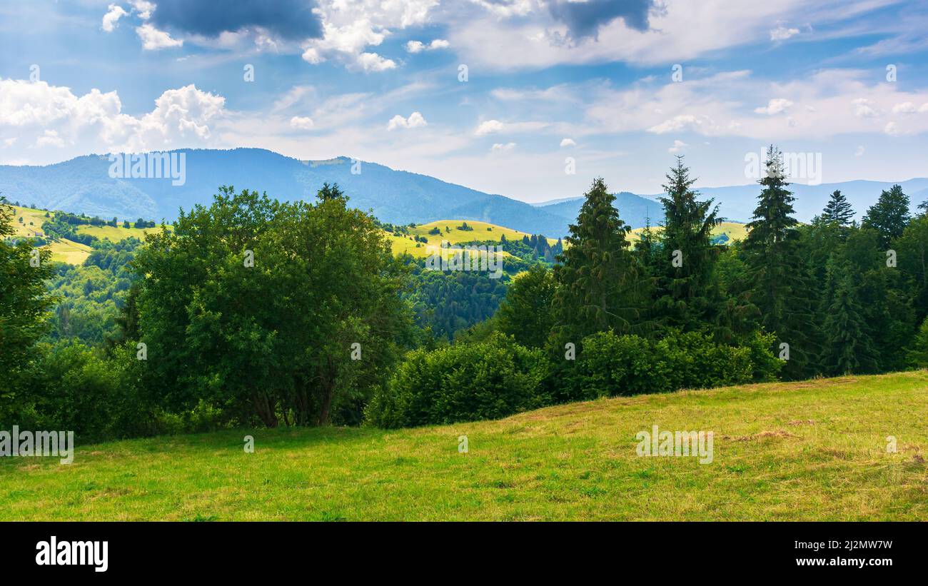 trees on the grassy hill in mountains. beautiful countryside summer scenery of carpathians ...