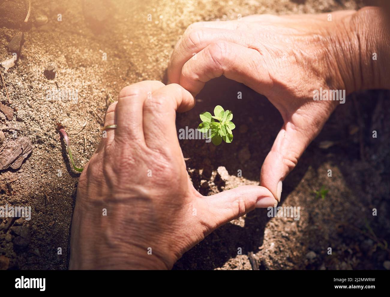 I heart the environment. Cropped shot of a woman making a heart shape ...