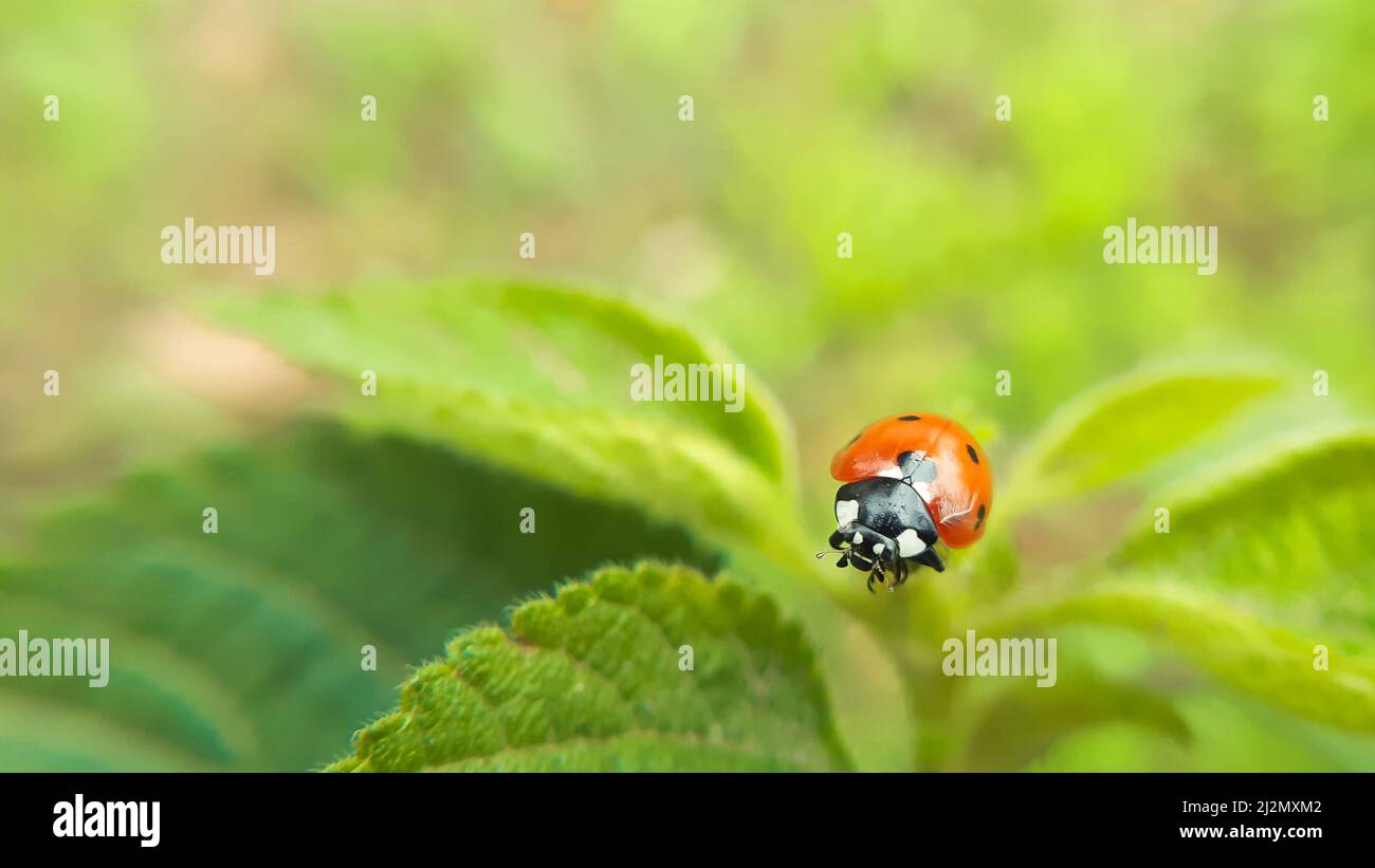 Seven spotted ladybug hi-res stock photography and images - Alamy