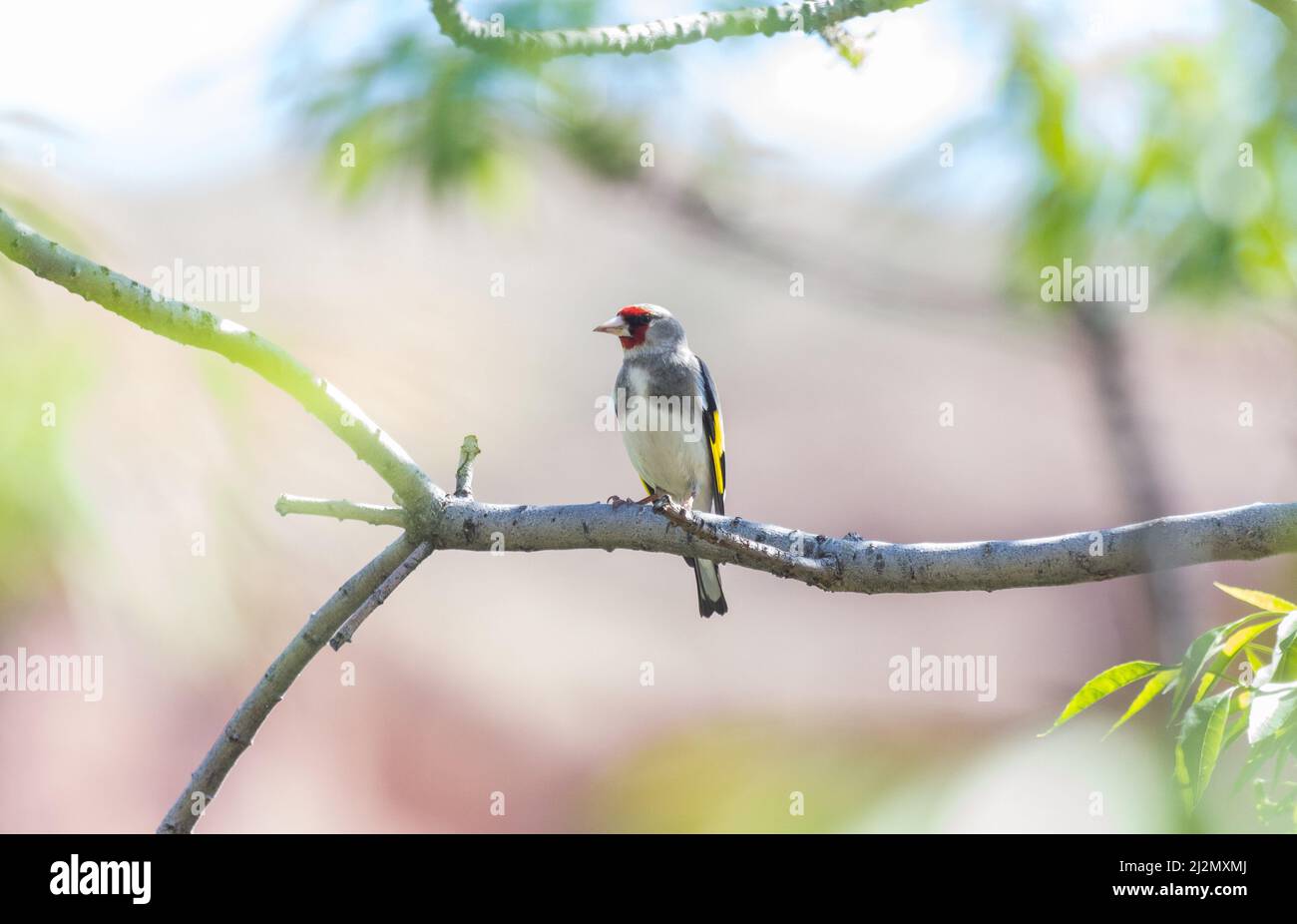 A male of goldfinch (Carduelis caniceps) sits on an ash branch ...
