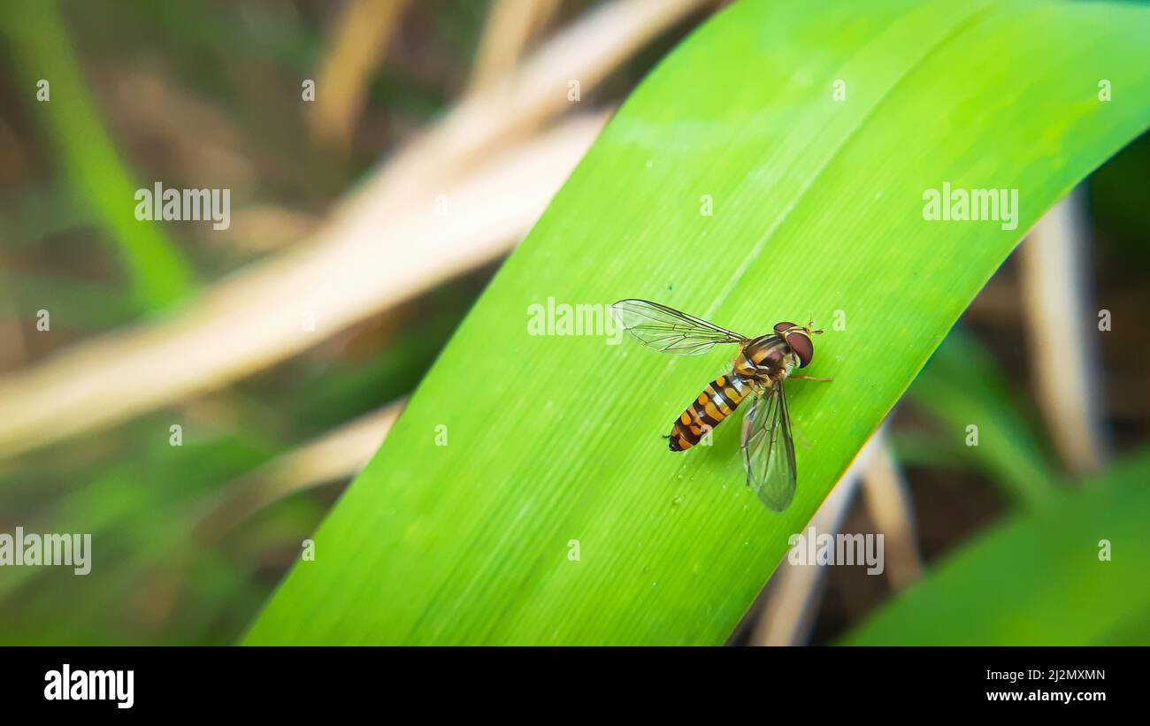 Hover-fly relaxing on green leaf Stock Photo - Alamy