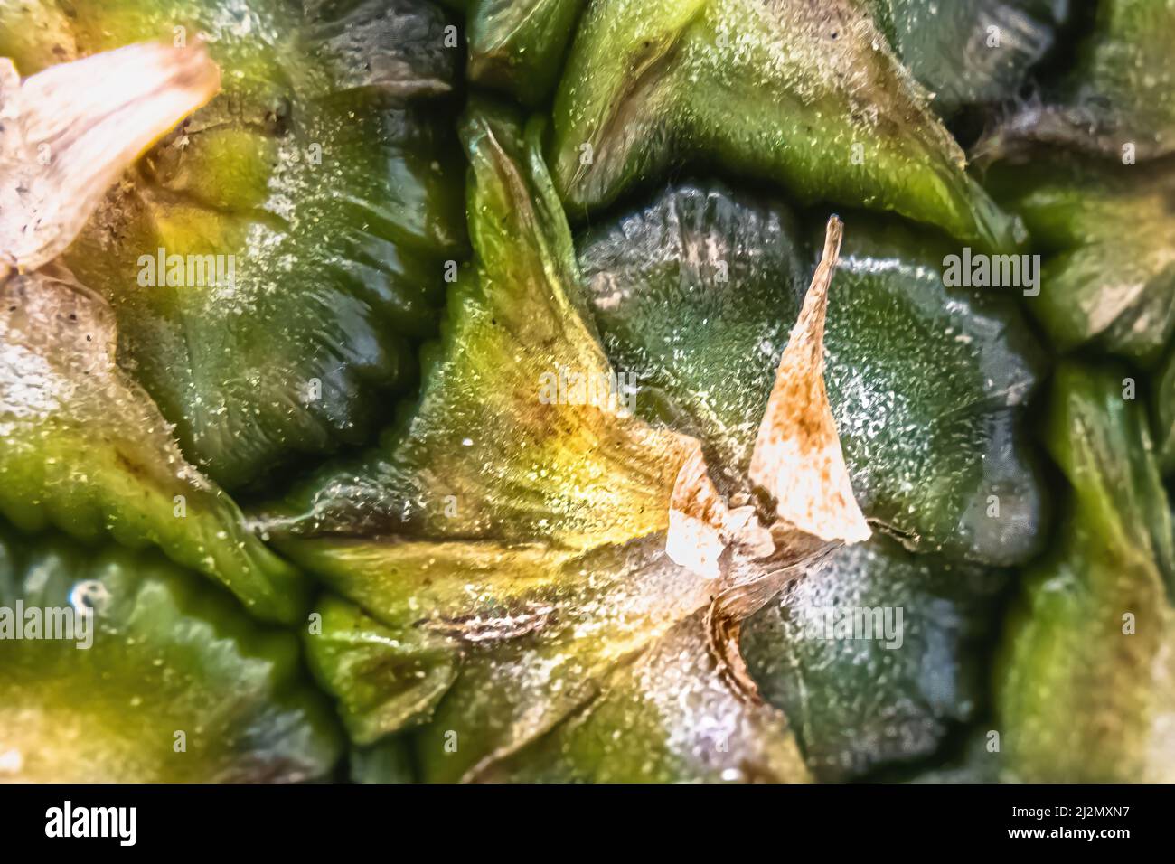 A close up of the textures and patterns of a pineapple Stock Photo - Alamy