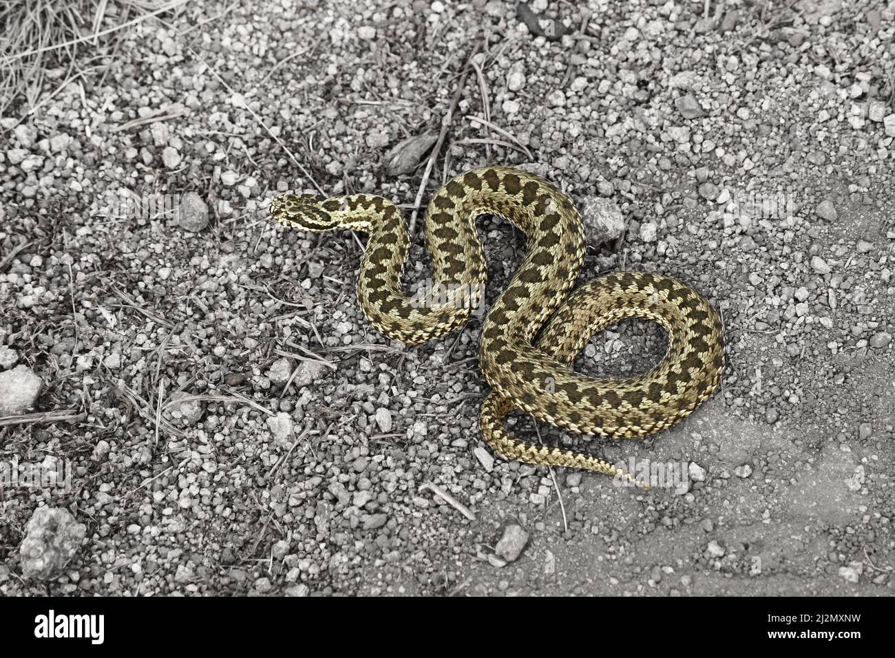Eastern steppe viper (Vipera (Pelias) renardi Stock Photo - Alamy