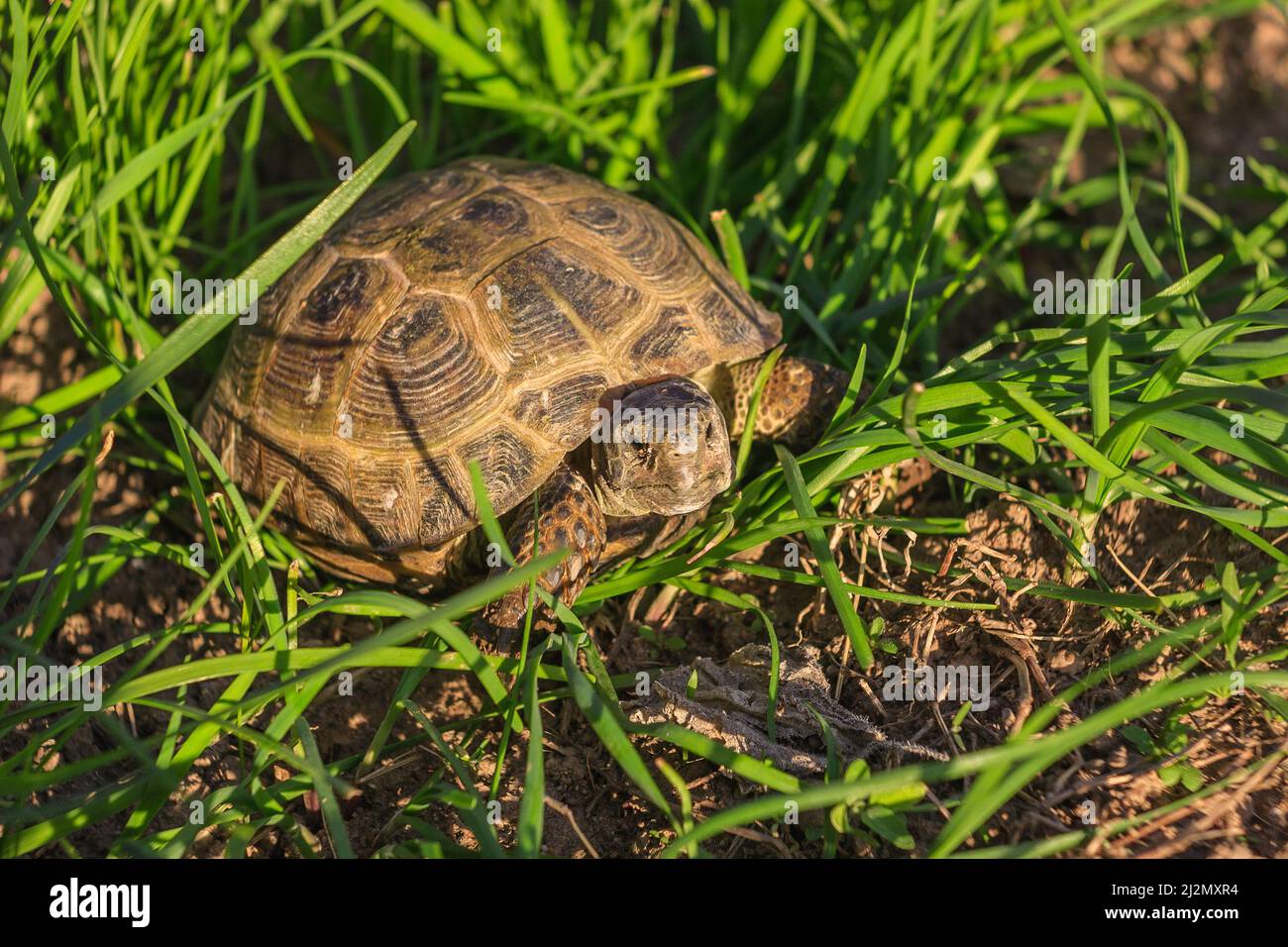 Steppe turtle crawling in the grass Stock Photo - Alamy
