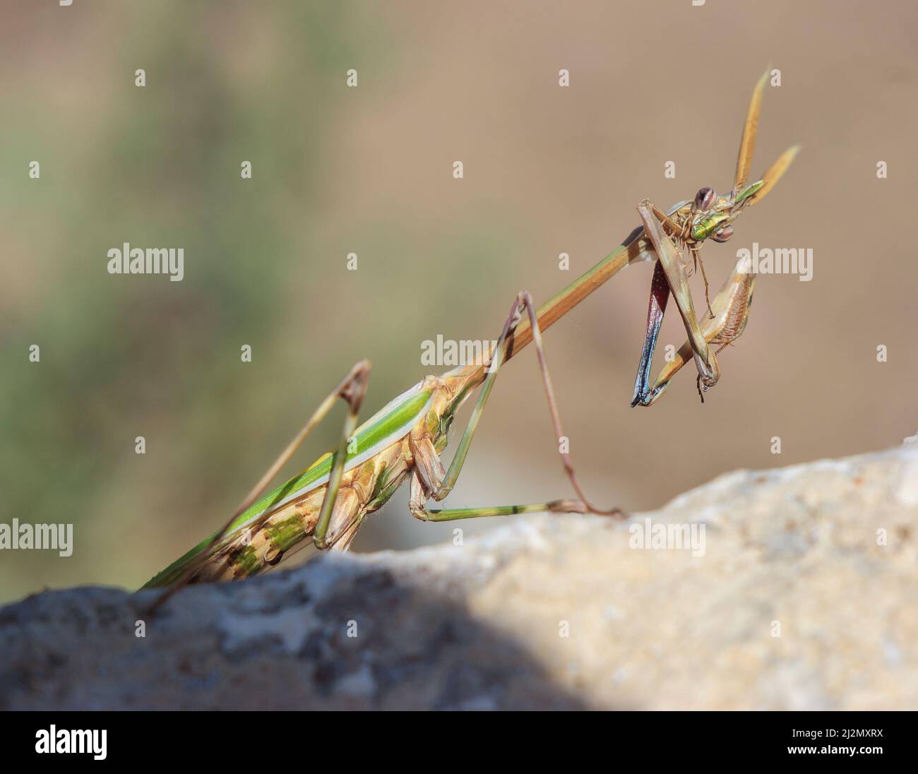 The portrait of the praying mantis Stock Photo - Alamy