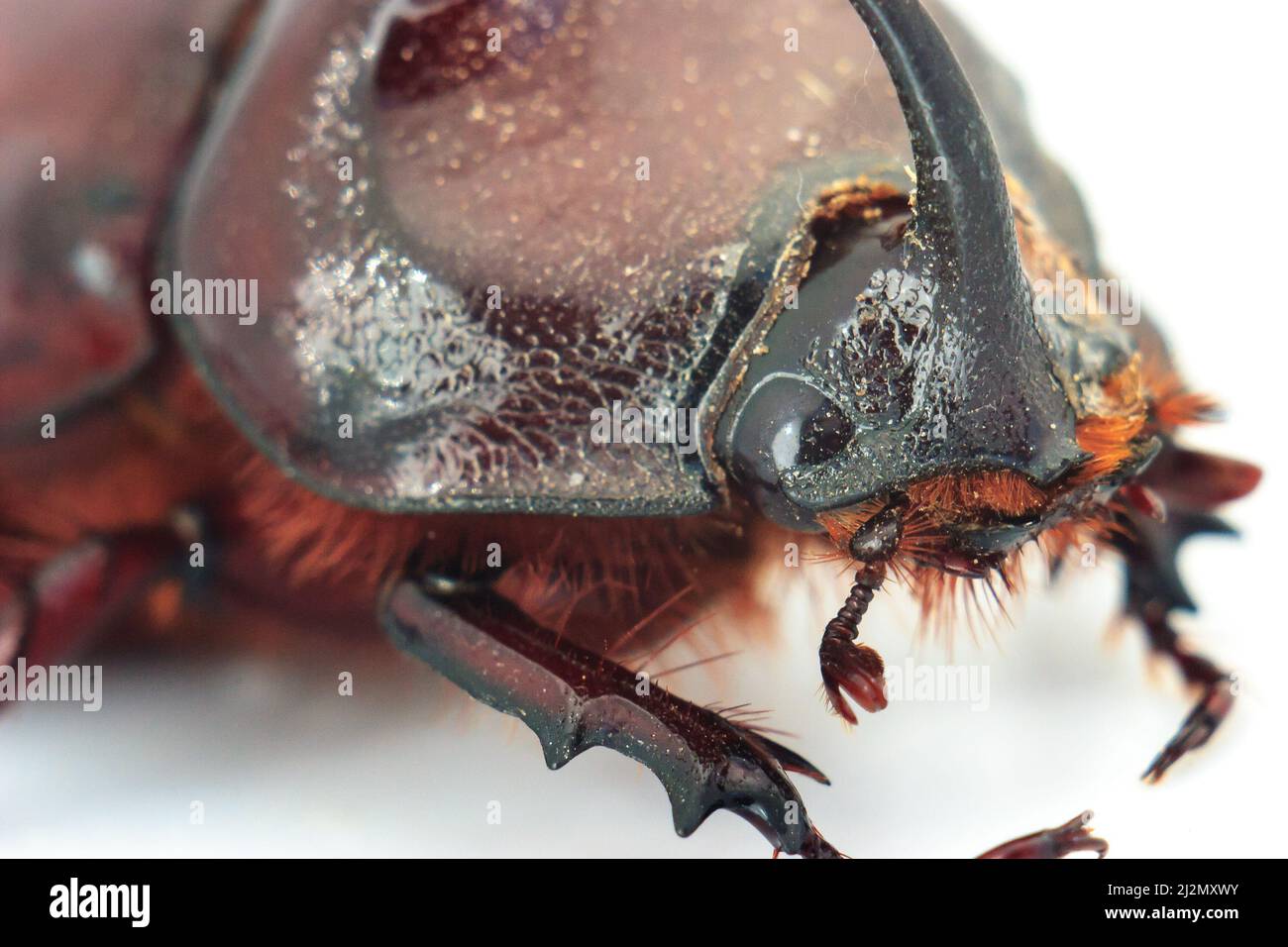 Rhino bugs hi-res stock photography and images - Alamy