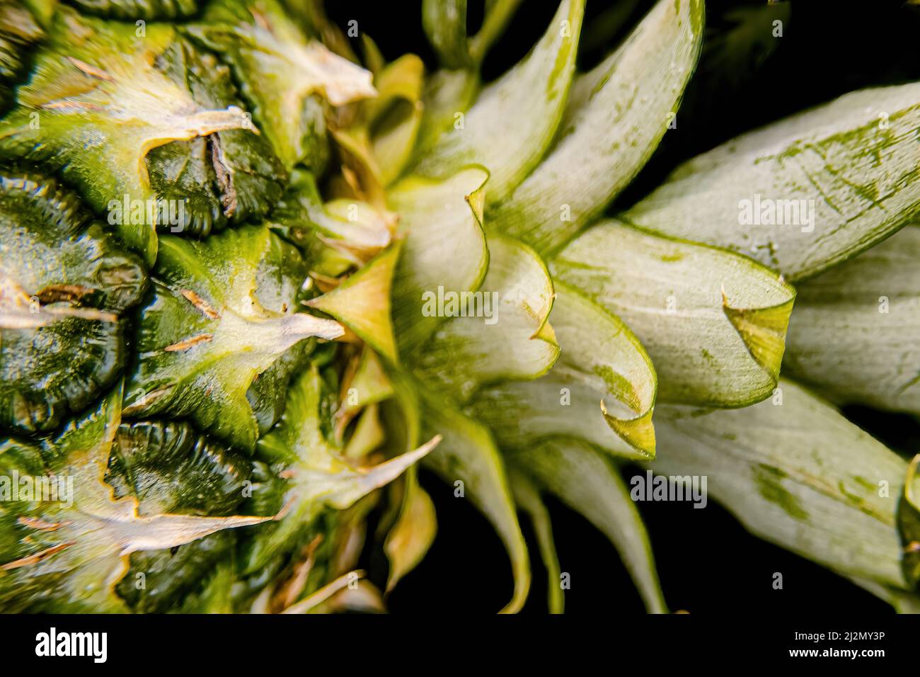 A close up of the textures and patterns of a pineapple Stock Photo - Alamy