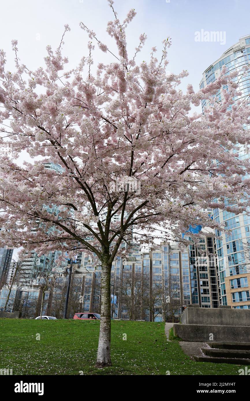 Spring flowering collection 2022 Stock Photo - Alamy