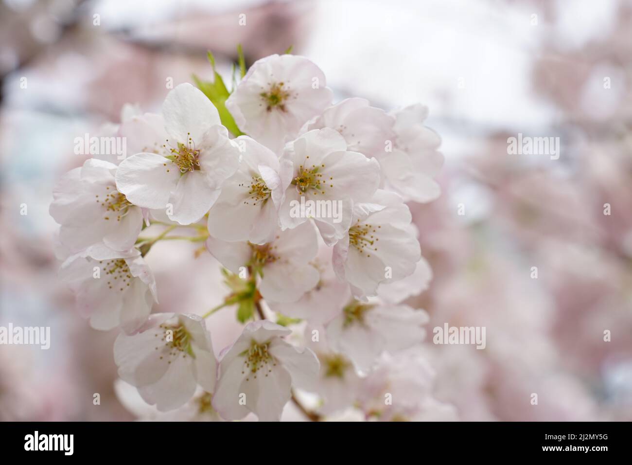 Spring flowering collection 2022 Stock Photo - Alamy