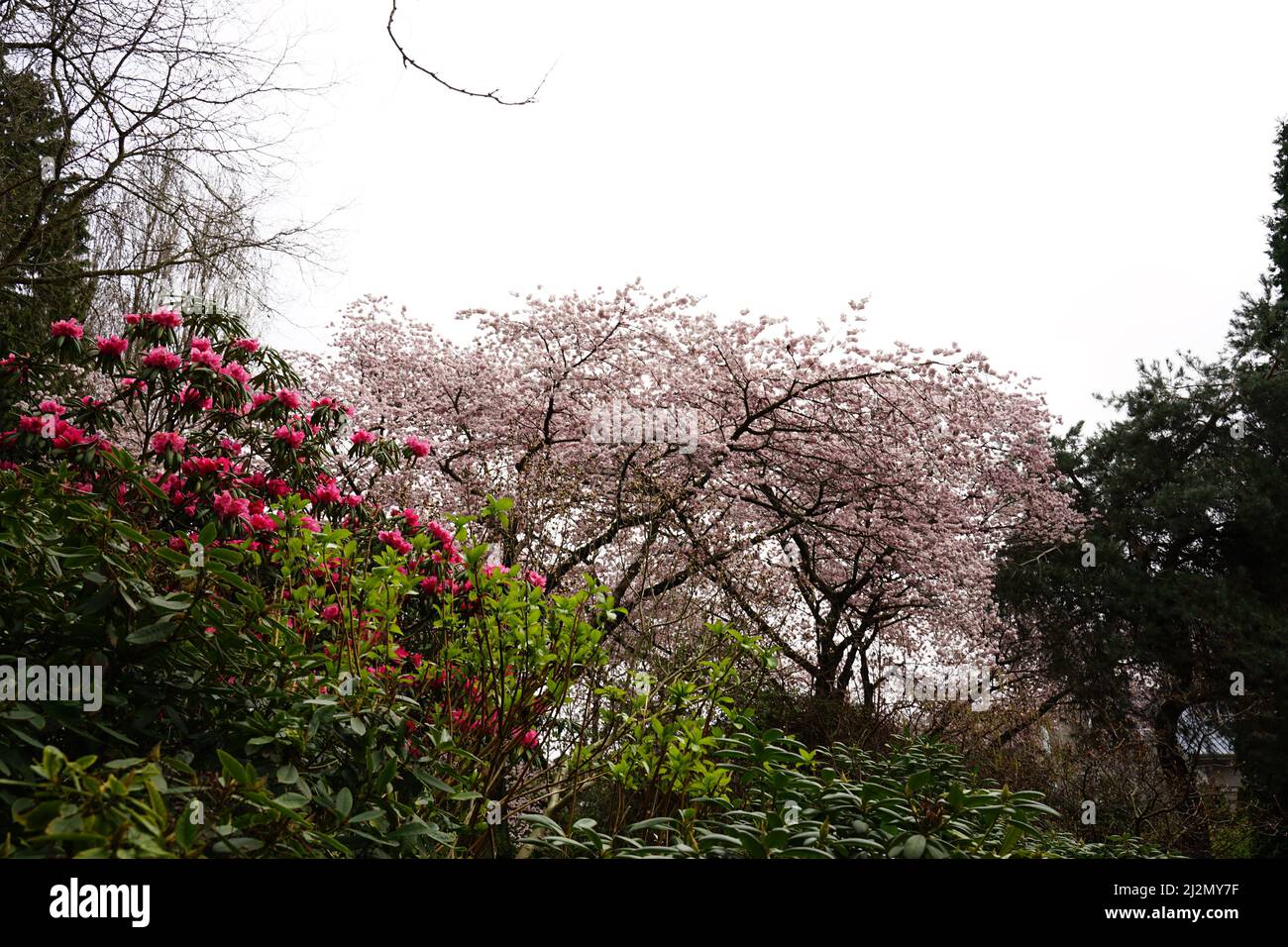 Spring flowering collection 2022 Stock Photo - Alamy