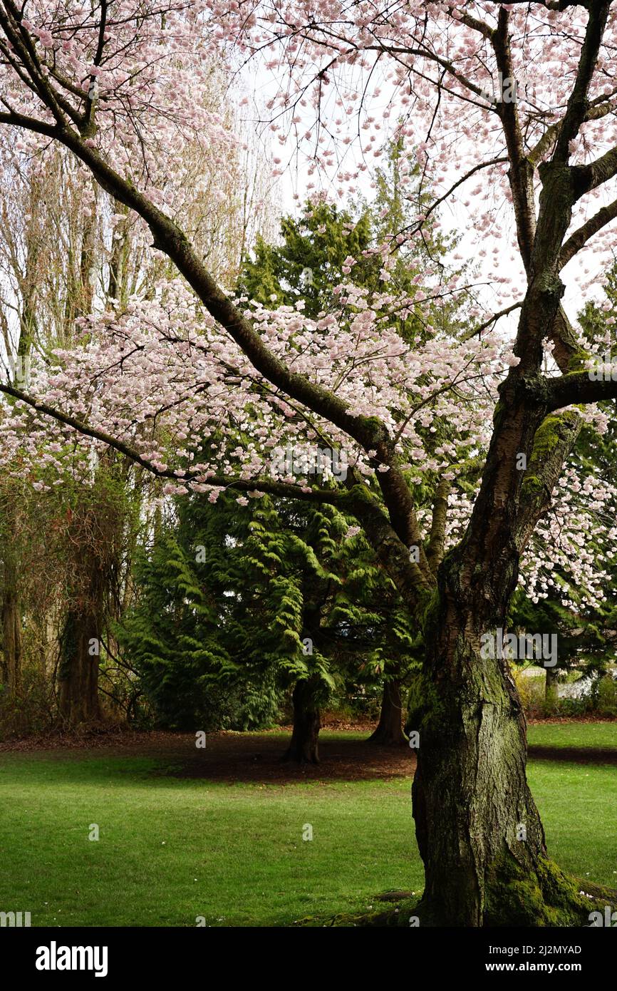 Spring flowering collection 2022 Stock Photo - Alamy