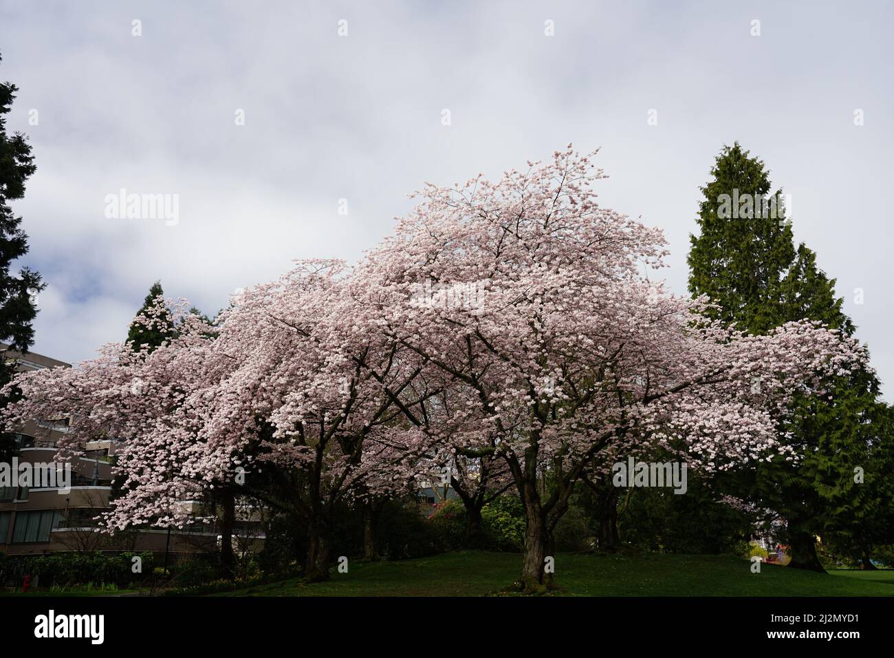 Spring flowering collection 2022 Stock Photo - Alamy