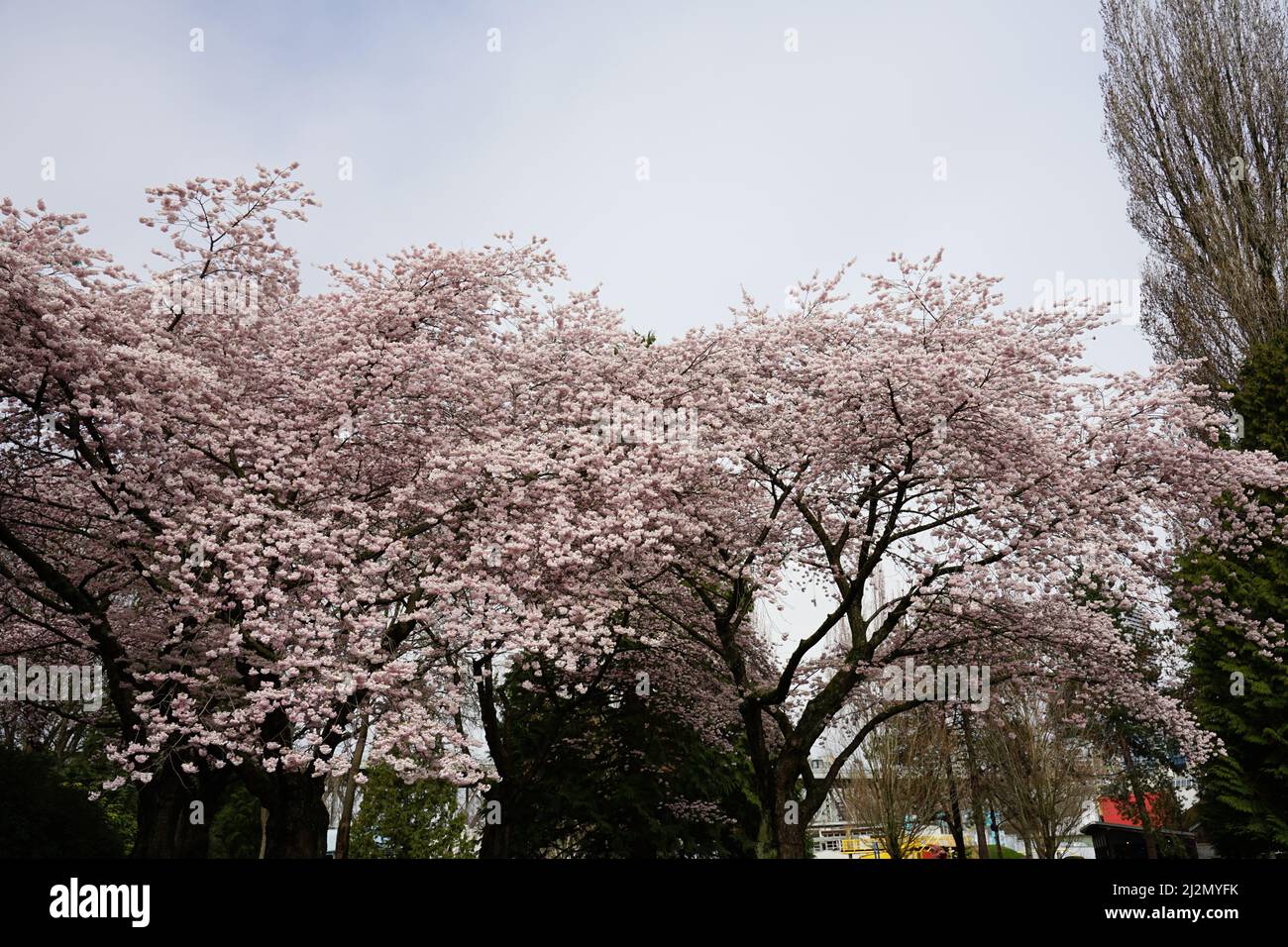 Spring flowering collection 2022 Stock Photo - Alamy