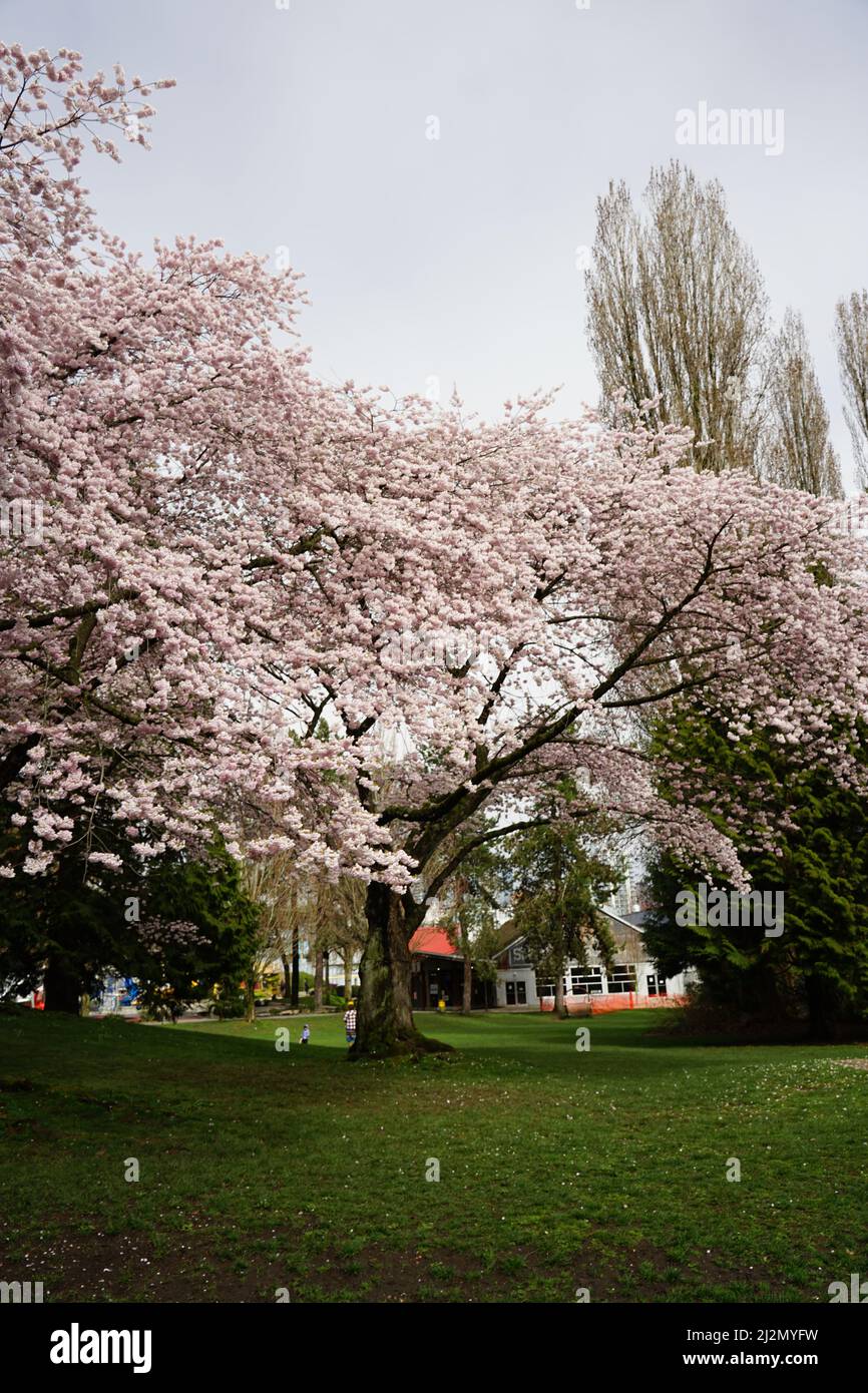 Spring flowering collection 2022 Stock Photo - Alamy