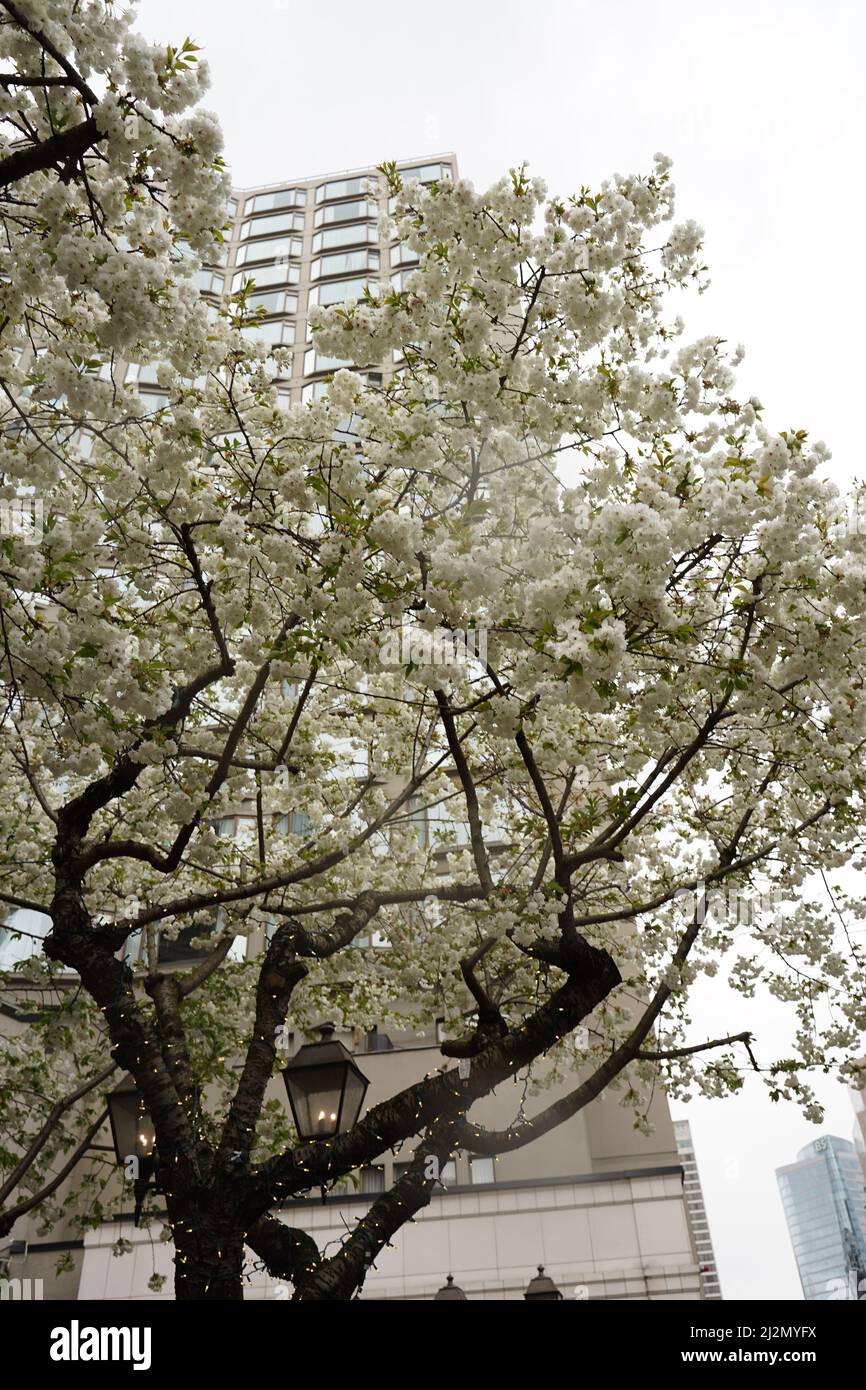 Spring flowering collection 2022 Stock Photo - Alamy