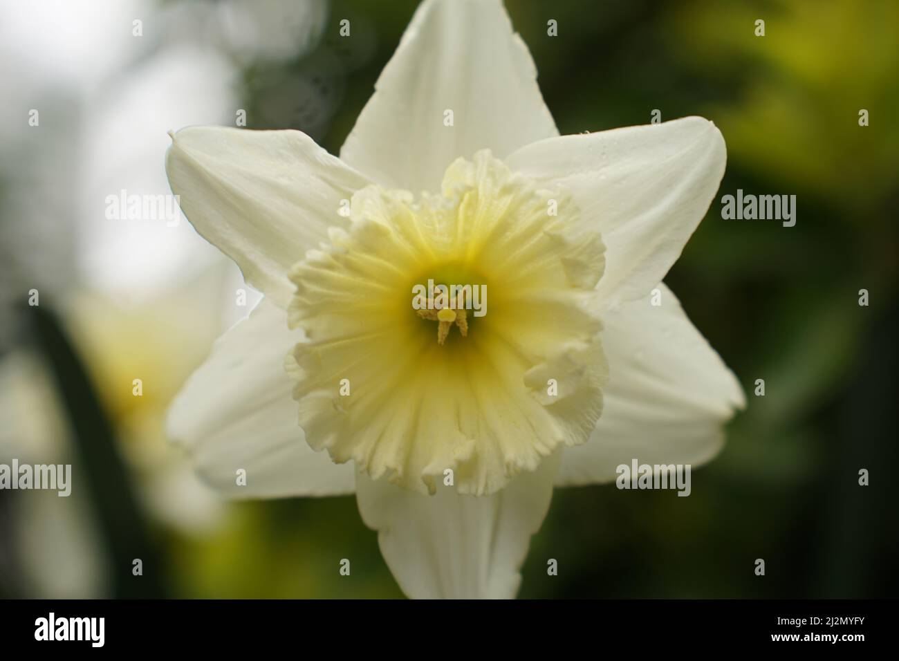 Spring flower collection 2022 Stock Photo - Alamy