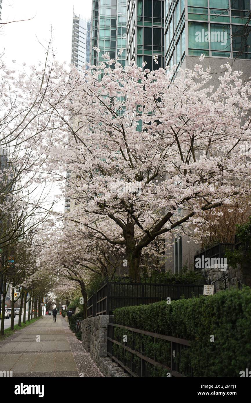 Spring flowering collection 2022 Stock Photo - Alamy