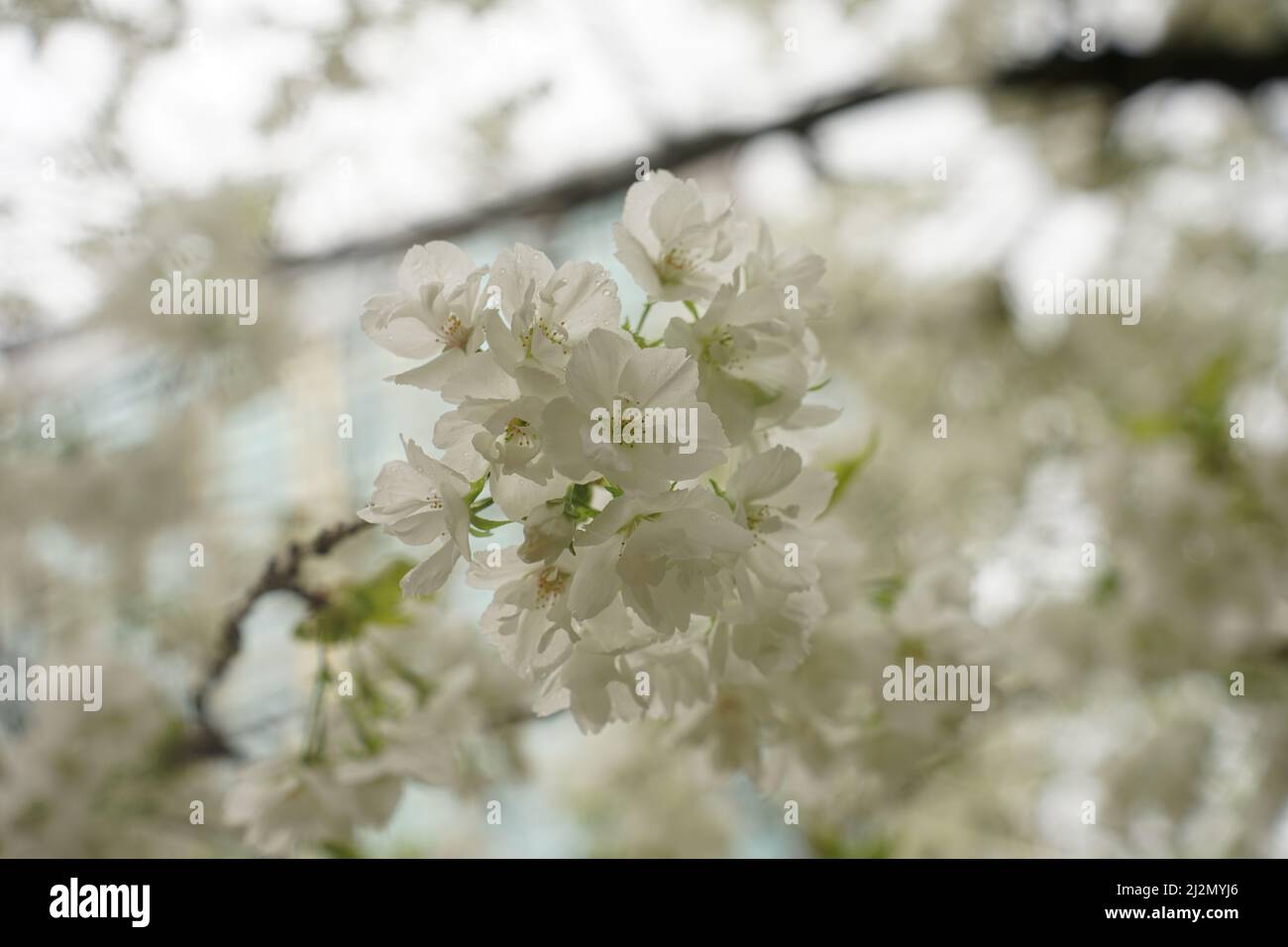 Spring flowering collection 2022 Stock Photo - Alamy