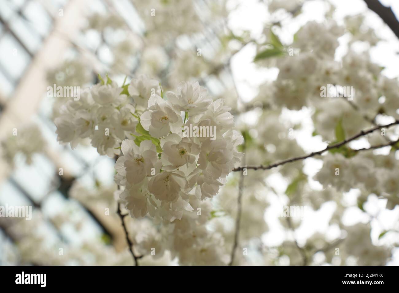 Spring flowering collection 2022 Stock Photo - Alamy