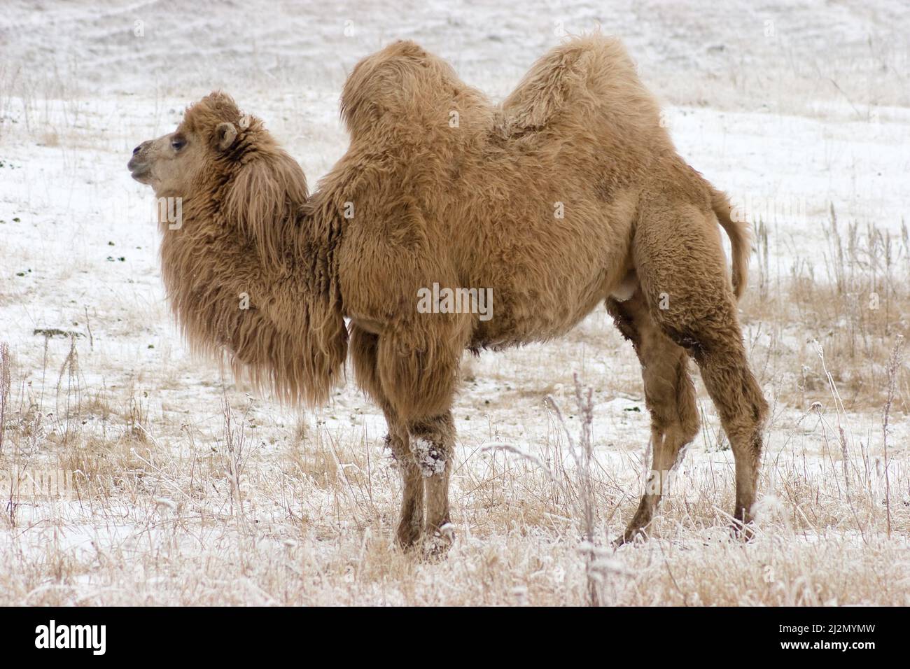 The camel standing on snow Stock Photo - Alamy