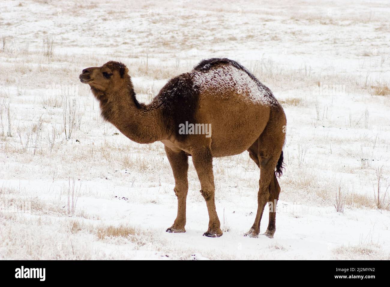 camel stands in the snow Stock Photo - Alamy