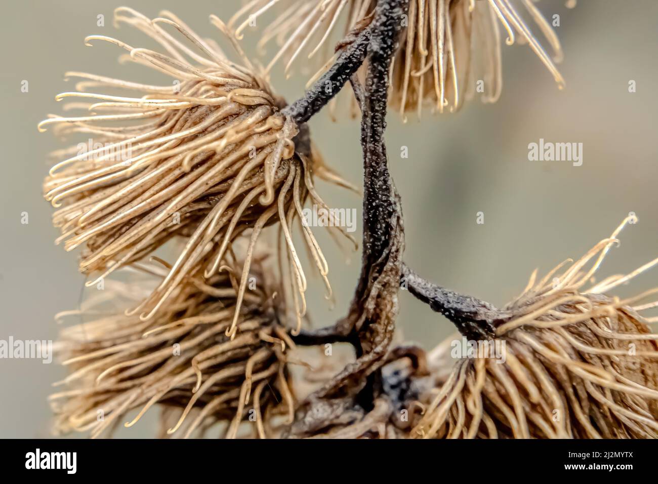 Spring has arrived when these sharp prickly seeds sticking to ...