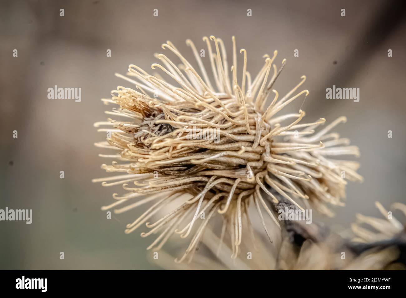 Spring has arrived when these sharp prickly seeds sticking to ...