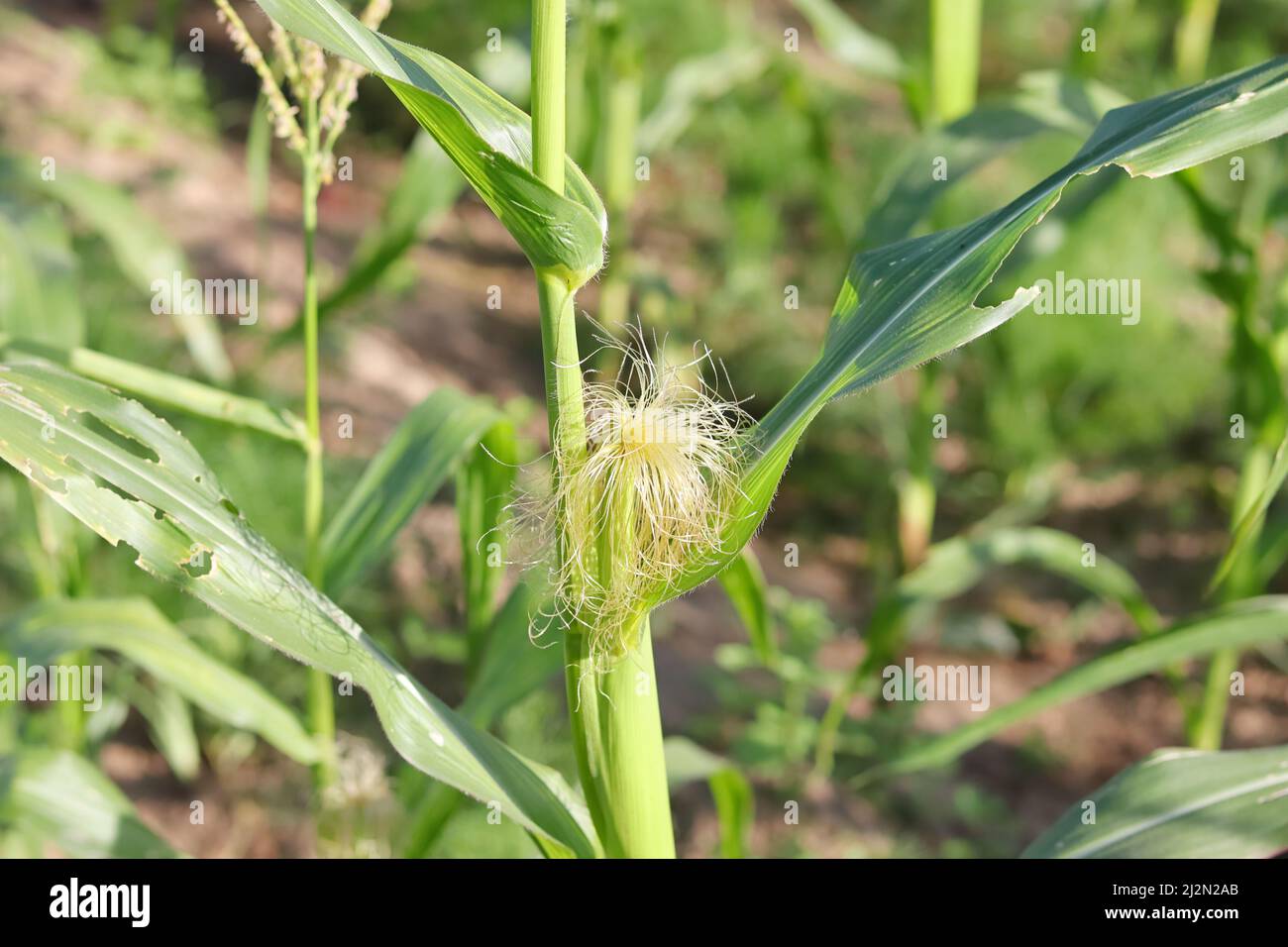 Close-up photo of The raw fruit of corn grows on the maize crop Stock ...