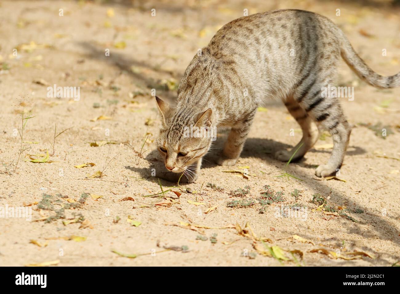Close-up photo of a cat smelling the dust of the ground Stock Photo - Alamy