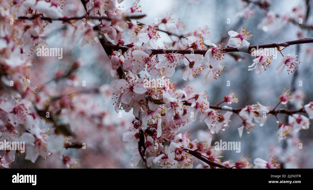 the rain wets the flowers of spring Stock Photo - Alamy