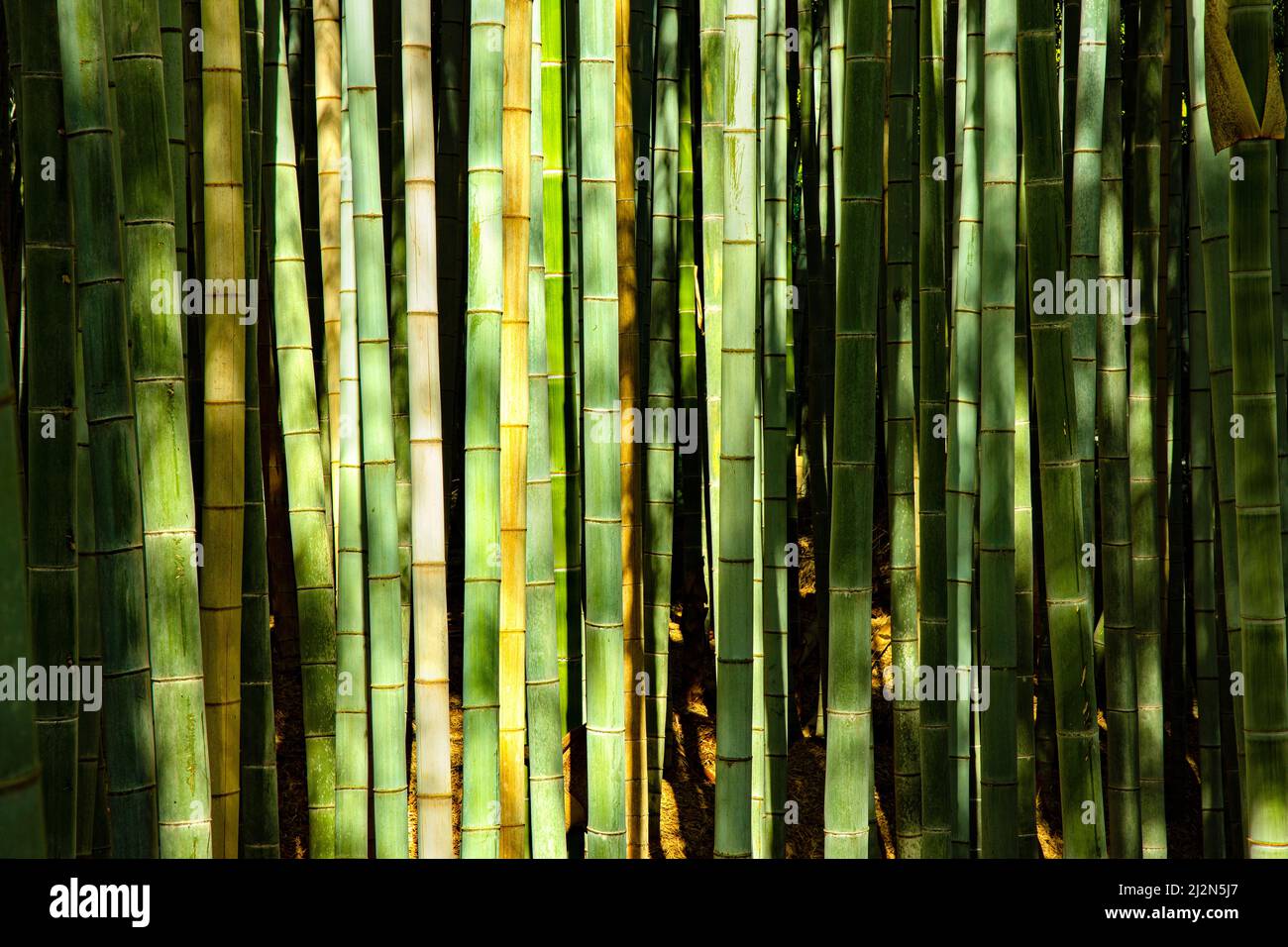 Bamboo tree trunks hi-res stock photography and images - Alamy