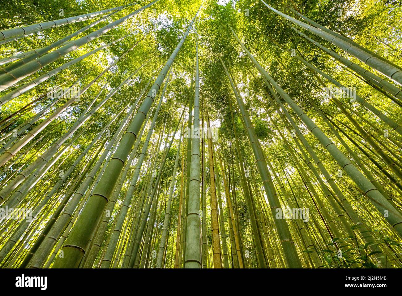 Low angle view of green tall bamboos in forest Stock Photo - Alamy