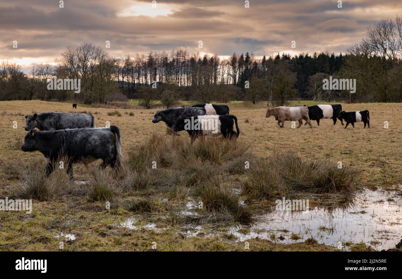 Galloway cattle autumn hi-res stock photography and images - Alamy