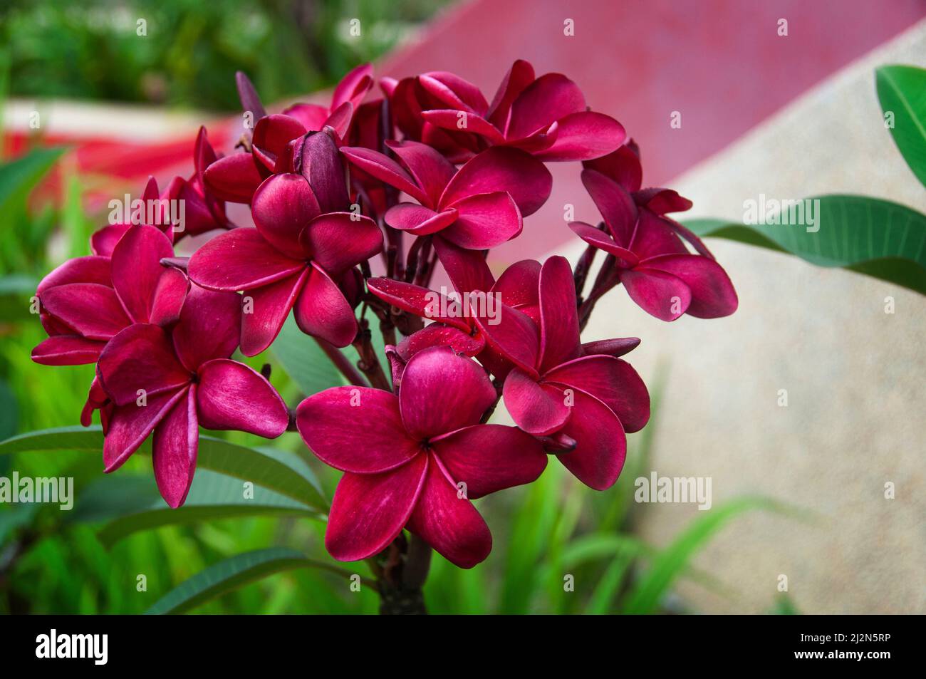 Side view of maroon color flower in a park. Flora concept Stock Photo ...