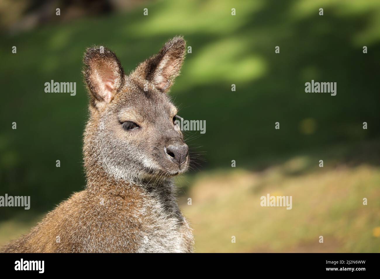 Sunny Portrait of Bennet's Wallaby in Zoo. Macropus Rufogriseus ...