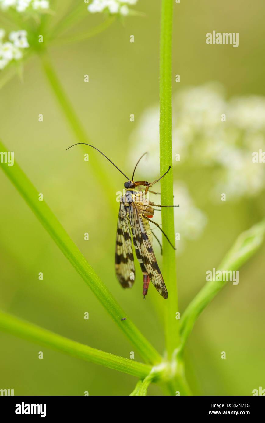 Nice insect hi-res stock photography and images - Alamy