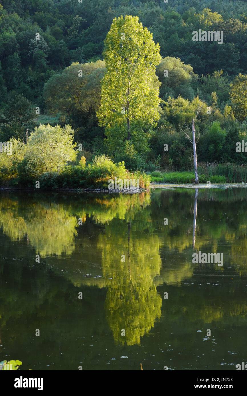 Reflection leafy green trees hi-res stock photography and images - Alamy