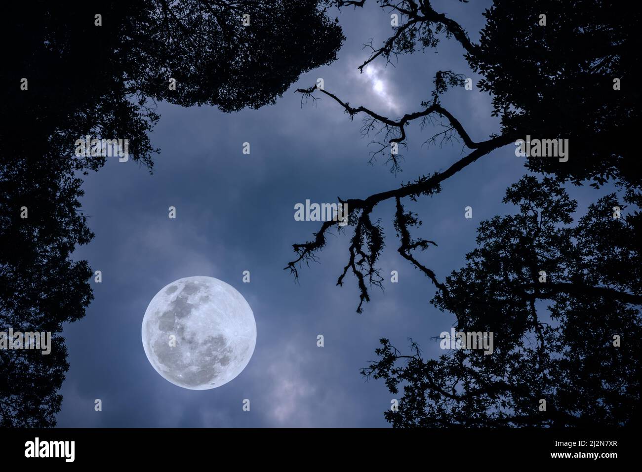 Silhouette of the branches of trees against the night sky in a full ...