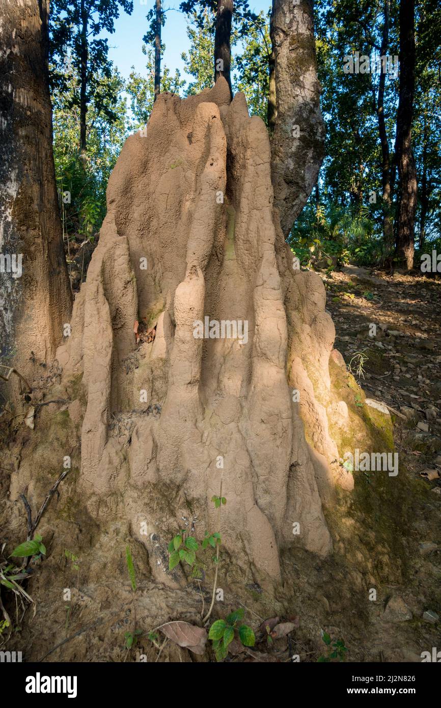 A close up shot of a big ant hill or termite hill in the forest. The ...
