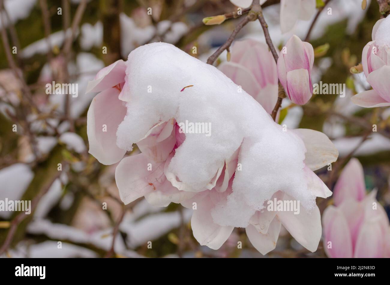 Beautiful magnolia tree covered pink hi-res stock photography and ...