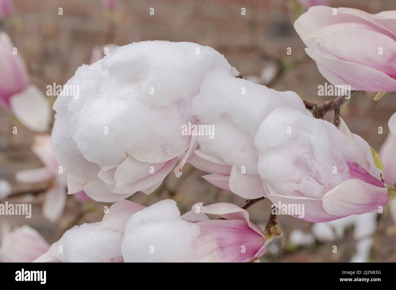 Magnolia flowers covered snow hi-res stock photography and images - Alamy
