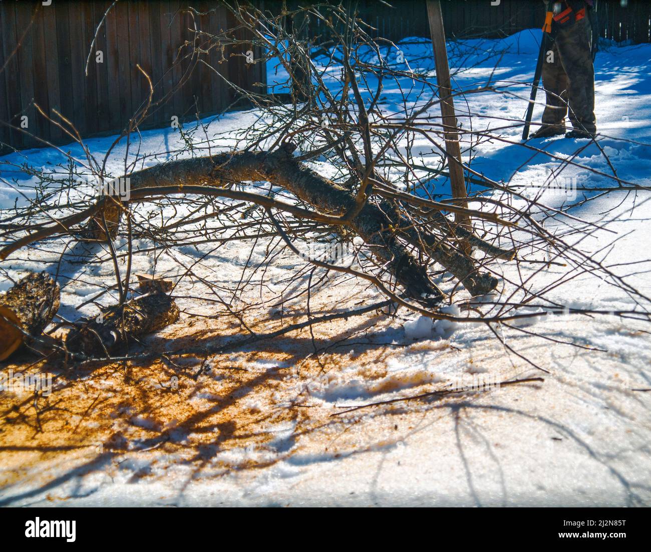 pruning fruit trees in early springtime and a pruner standing in the ...