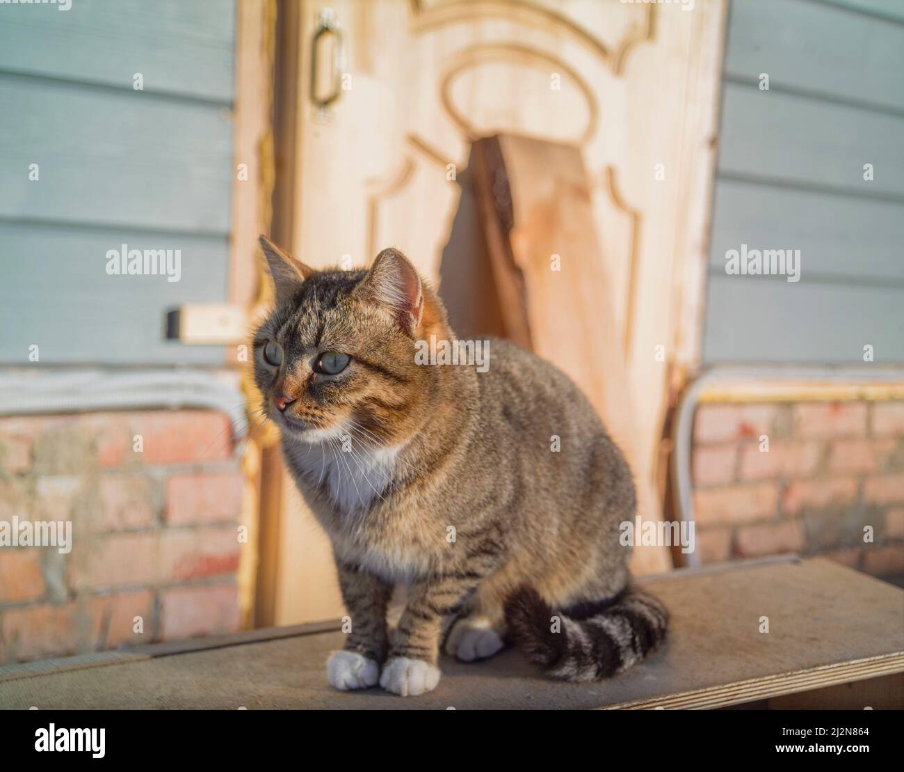 portrait of a gazing cat, sitting at the sun, outdoor shot Stock Photo ...